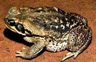 Cultura Guaraní: MAINUMBÍ Y EL CURURÚ